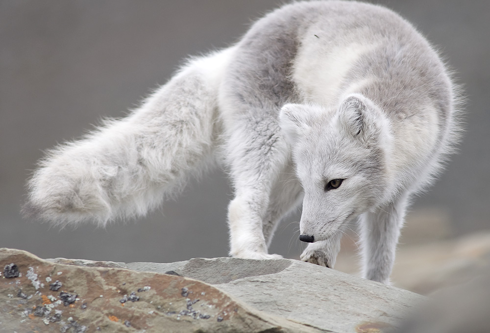 Morten Mørkved`s fotoblogg: Fjellrev på Svalbard