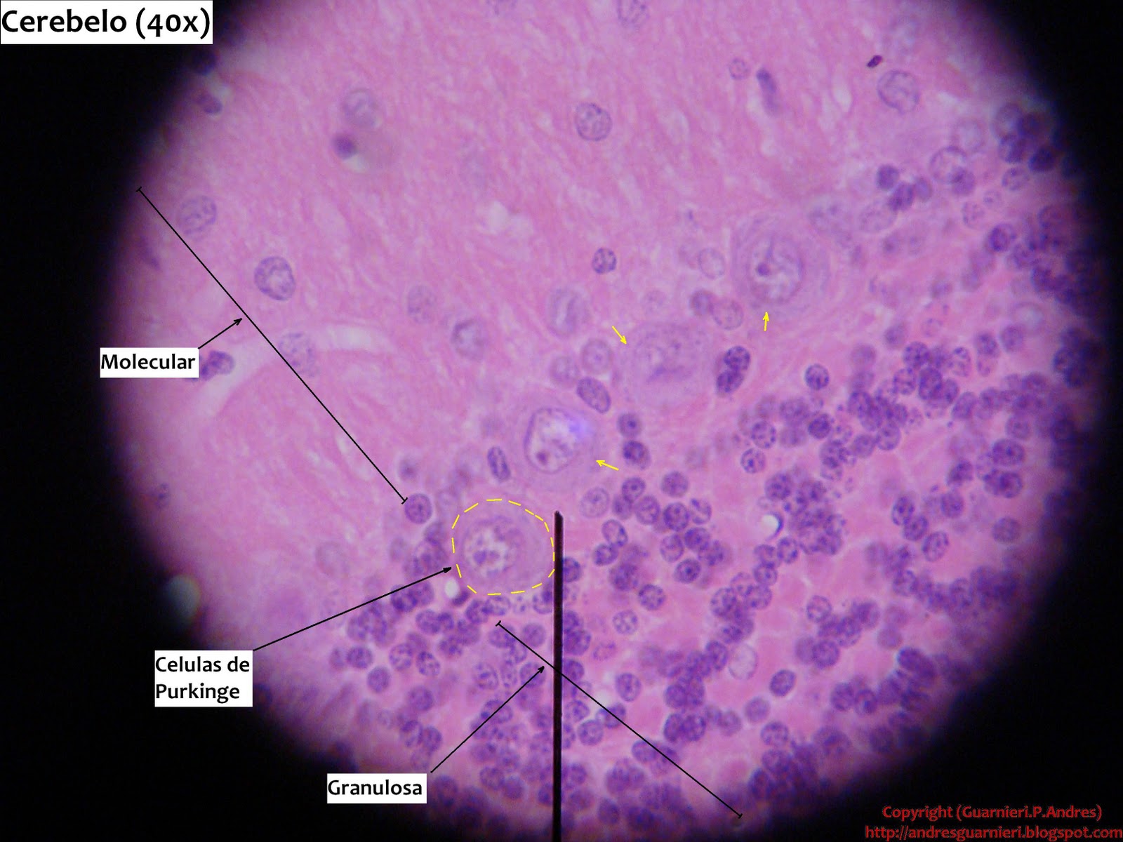 Medicina - Histología Humana / Medicine - Human Histology: Histologia ...