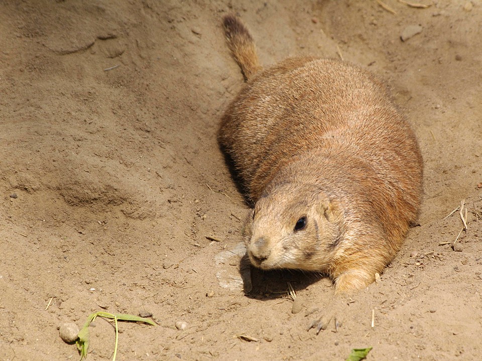 J seikkailee ja valokuvaa: Tierpark Berlin