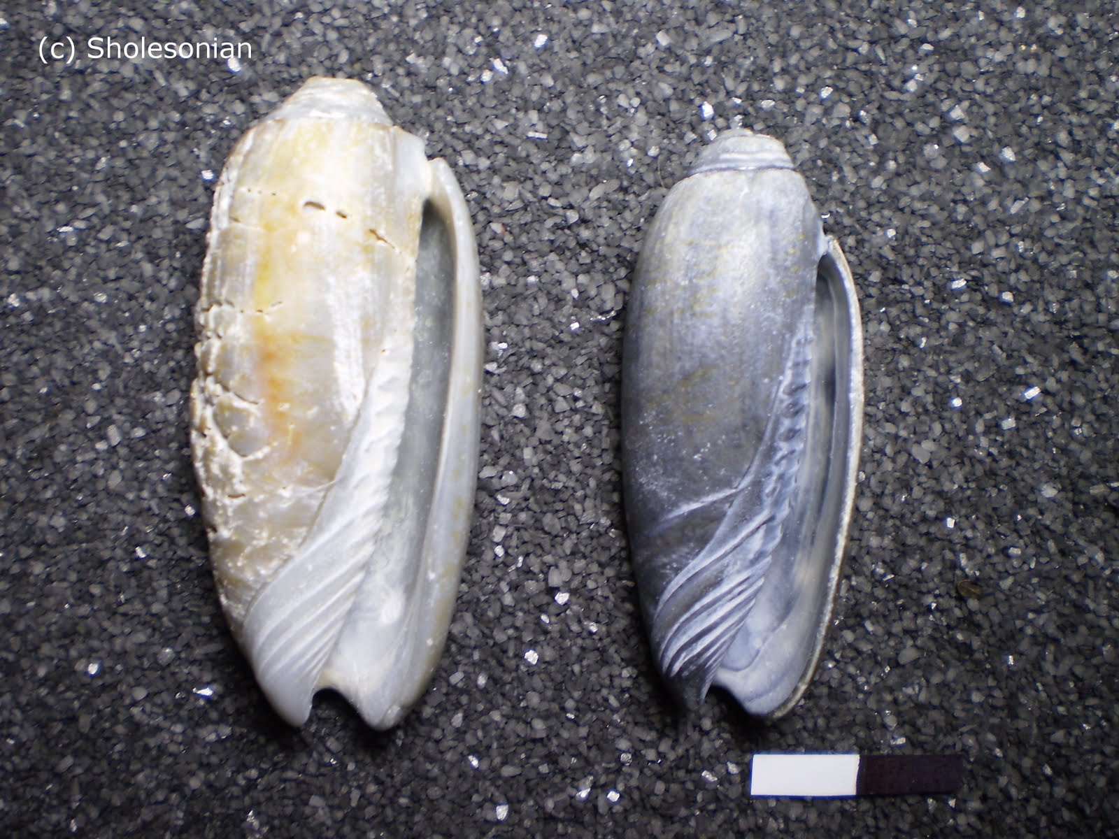 The Sholesonian: Olive Shell - NH 095