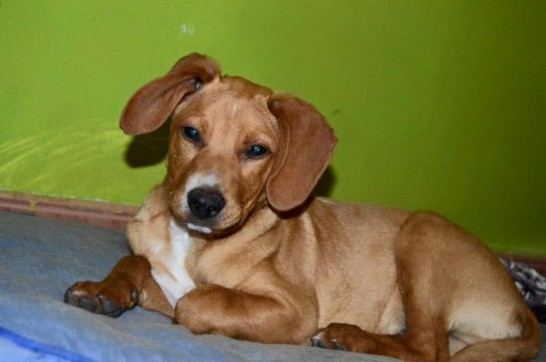 ANIMAL PET SPAIN: PERRO EN ADOPCIÓN: RON (Cachorro - 4 meses)