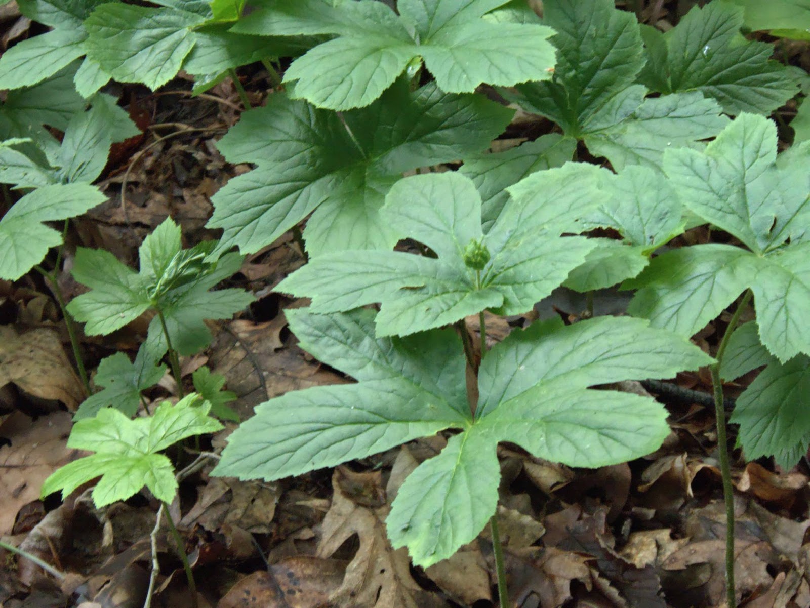 Yellow Root Plant Identification