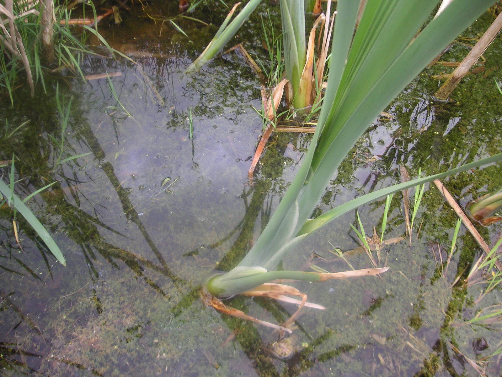 Ud i haven: Dunhammer