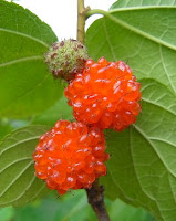 Four Seasons in Japan: Japanese washi paper