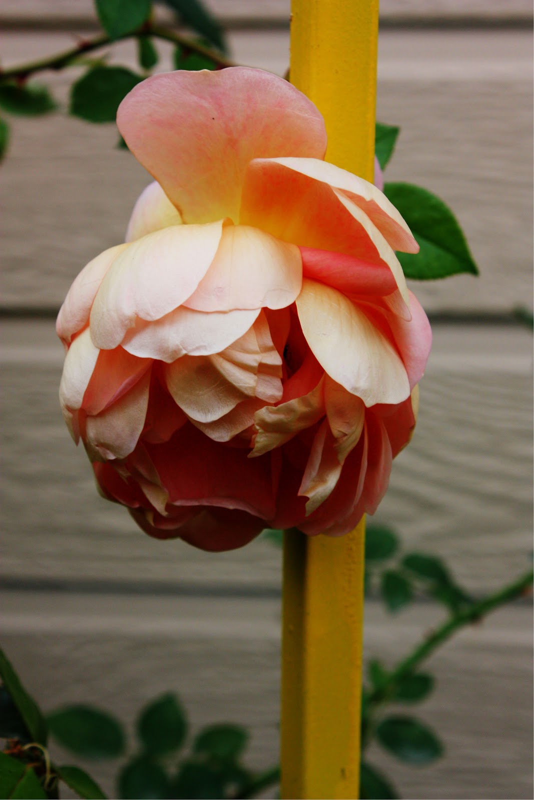 Boise Daily Photo Garden Shot: Droopy Rose