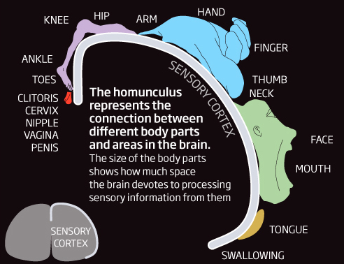 The Neurocritic: August 2011
