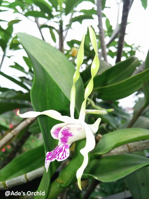 Ade's Orchid: Dendrobium stratiotes