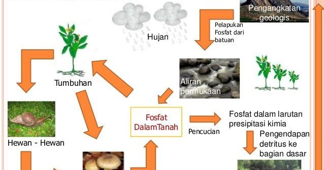 Pengertian Daur Fosfor, Sulfur dan Air - cekrisna
