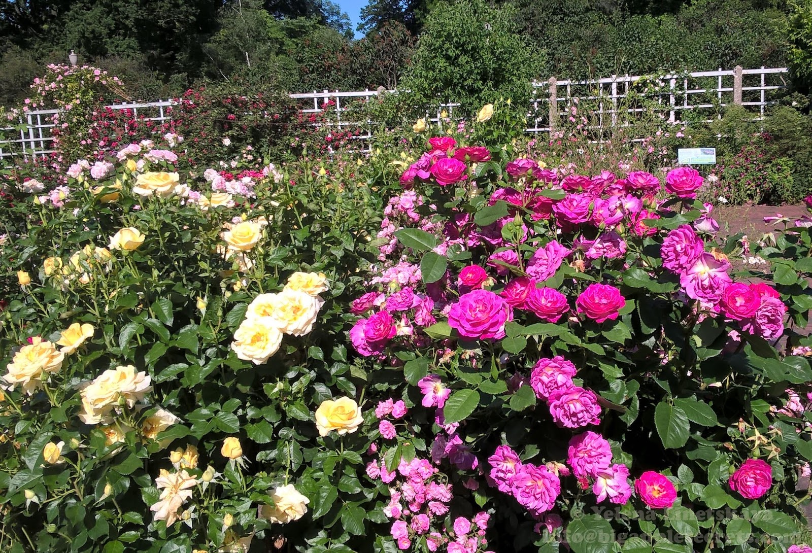 Big Apple Secrets: Best place in New York to enjoy the roses