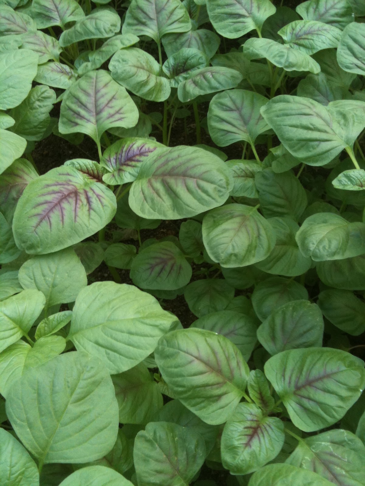 Generation Green: Spinach (Bayam)