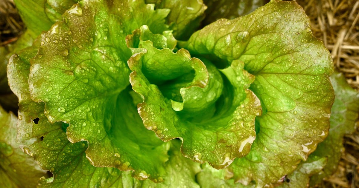 Rasa Pahit Pada Tanaman Lettuce ~ Petik Organik dan Hidroponik