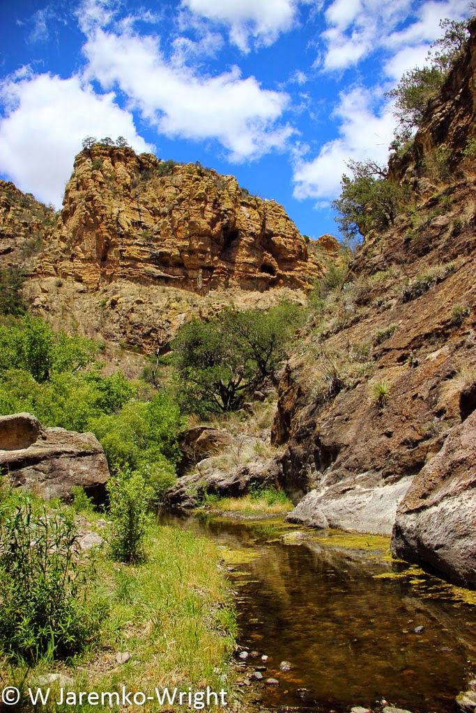 Nature Southwest: Sycamore Canyon and the Pajarita Mountains - 5/16 ...