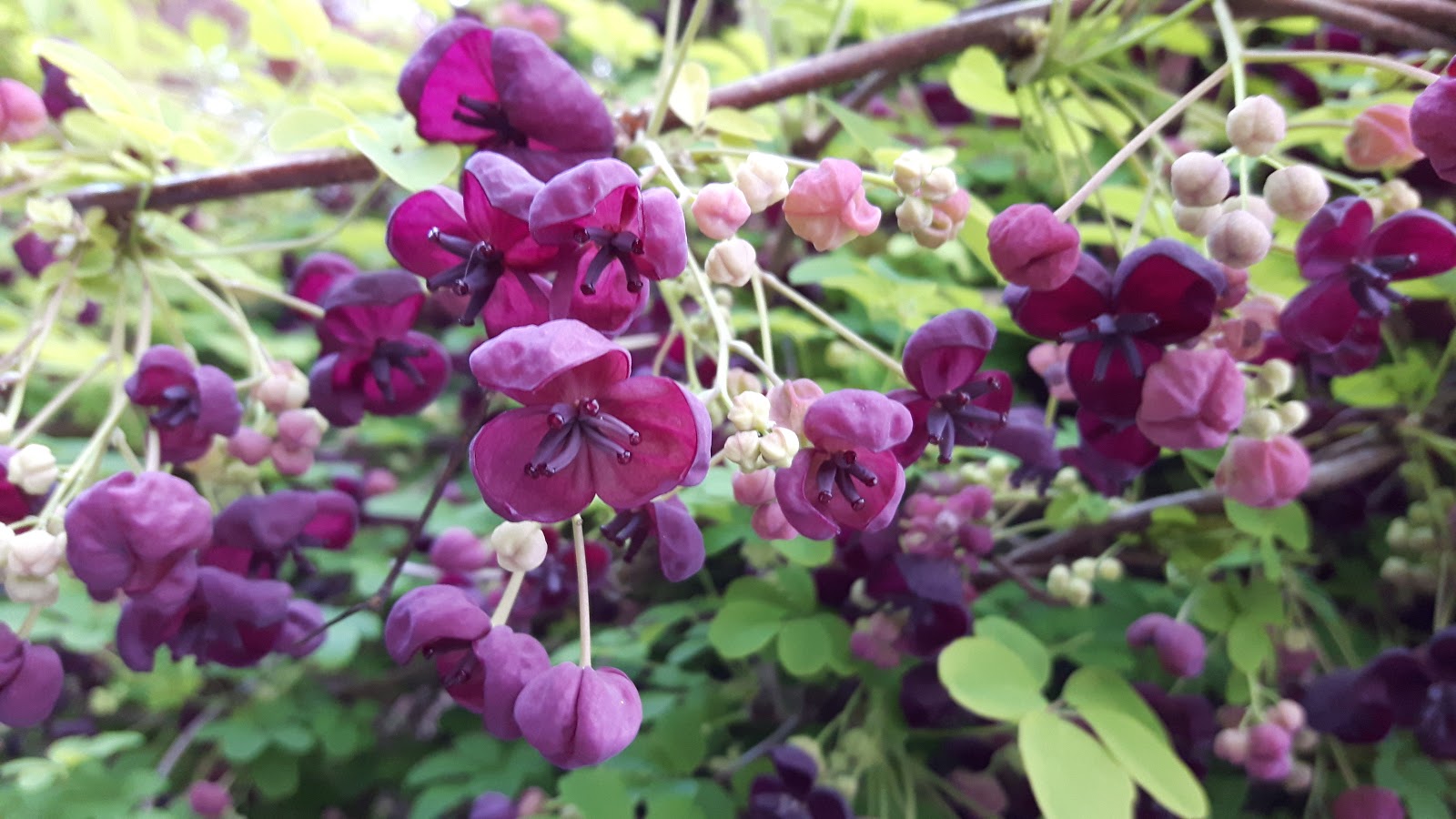 Fingerblättrige Akebie