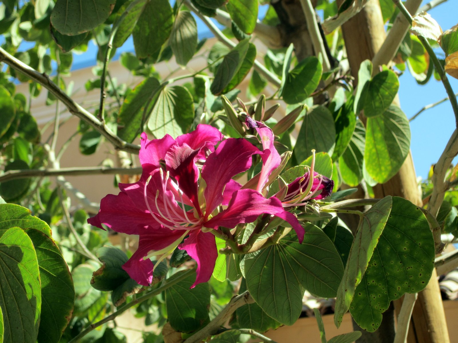 Palm Creek Update: Bauhinia blakeana: Hong Kong Orchid-Tree