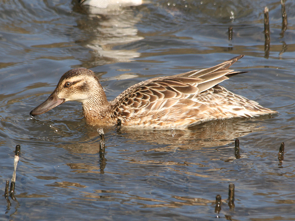 Hawfinch and Garganeys