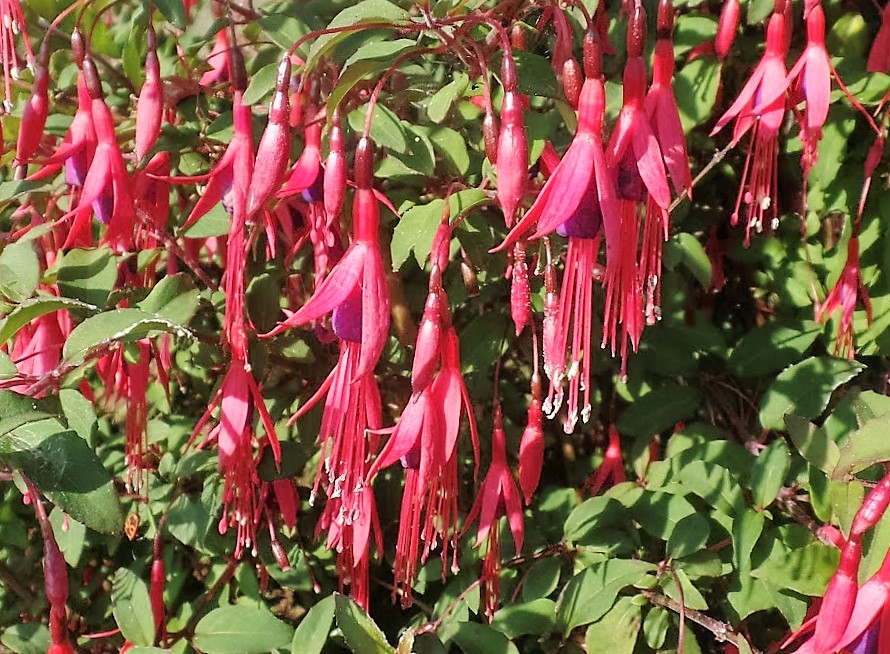 HOW TO GROW FUCHSIA MAGELLANICA 'Riccartonii' |The Garden of Eaden