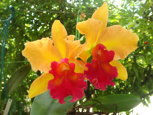 Orquídeas de mi jardín: Catleya amarilla