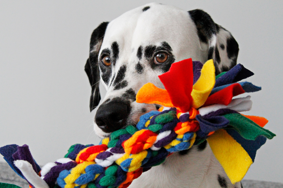Dalmatian DIY Tug Of Tugs DIY Double Woven Fleece Dog Tug Toy dalmatian-diy-tug-of-tugs-diy-double-woven-fleece-dog-tug-toy