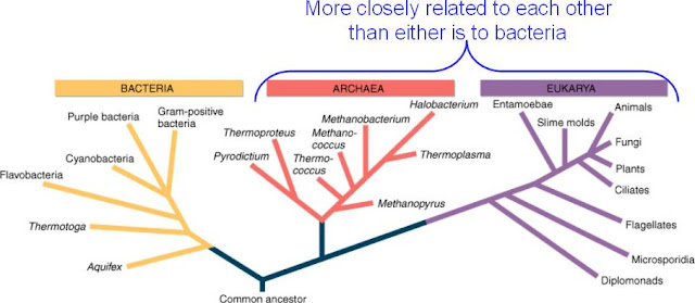 Taxonomy of Bacteria and Archaea