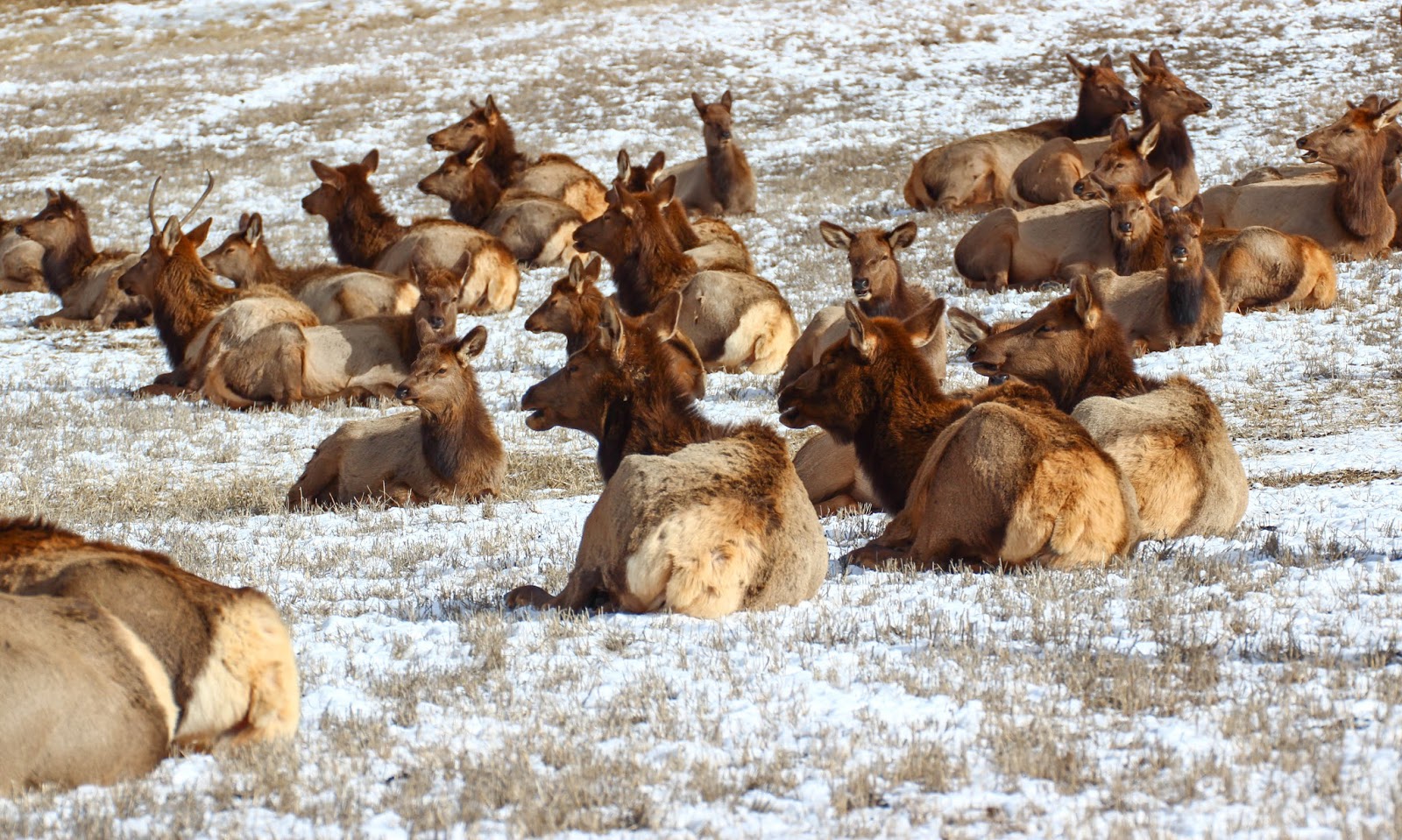 Cannundrums: Hardware Ranch Elk - Utah