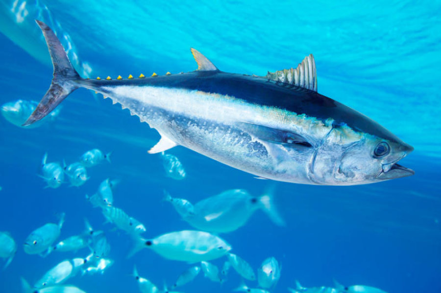 Fresh Tuna Supplier, Supplier Tuna Indonesia, Tuna Factory In Indonesia ...