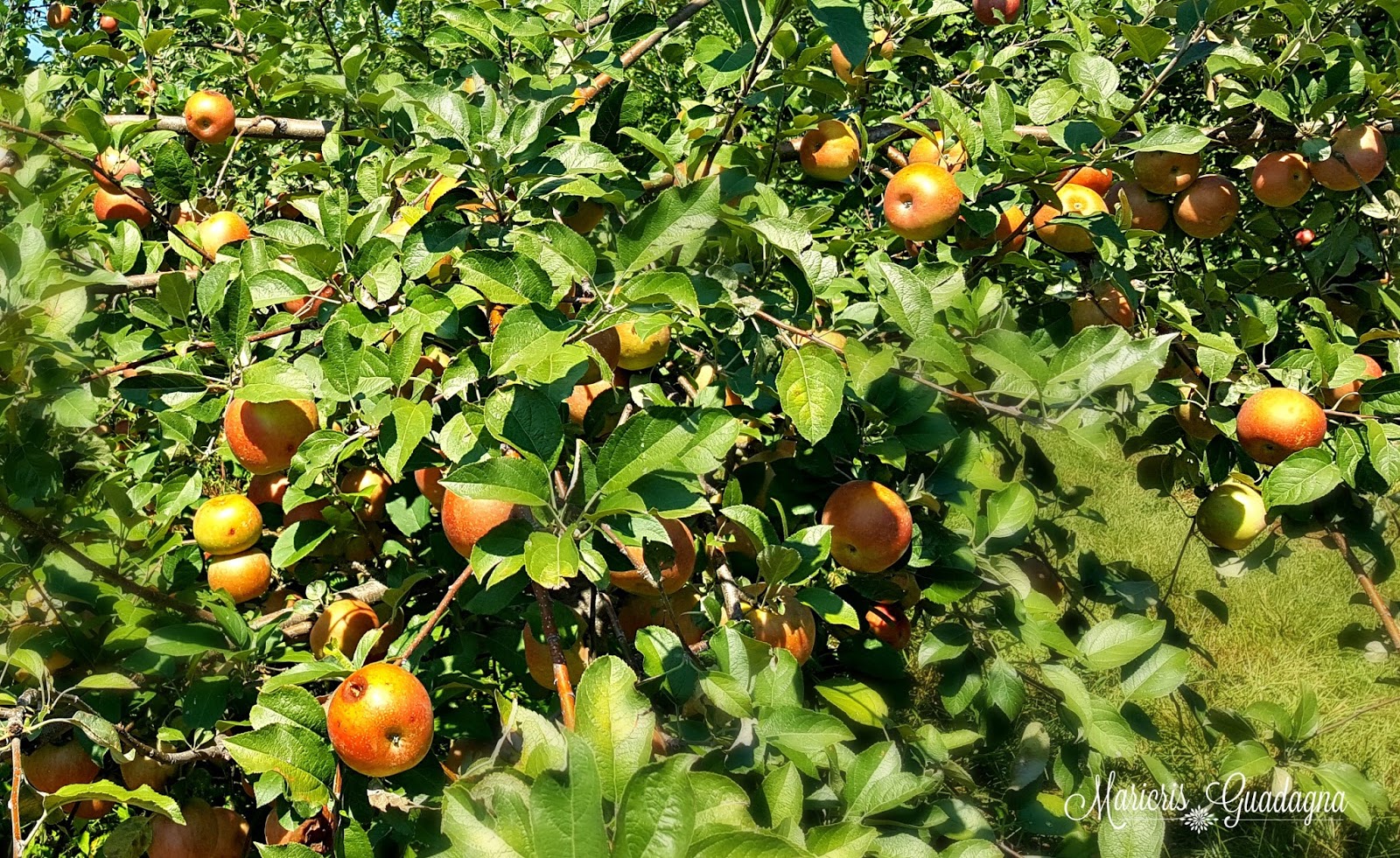 Zensible Mama: Climbed a Tree Like a Monkey On My First Apple Picking ...