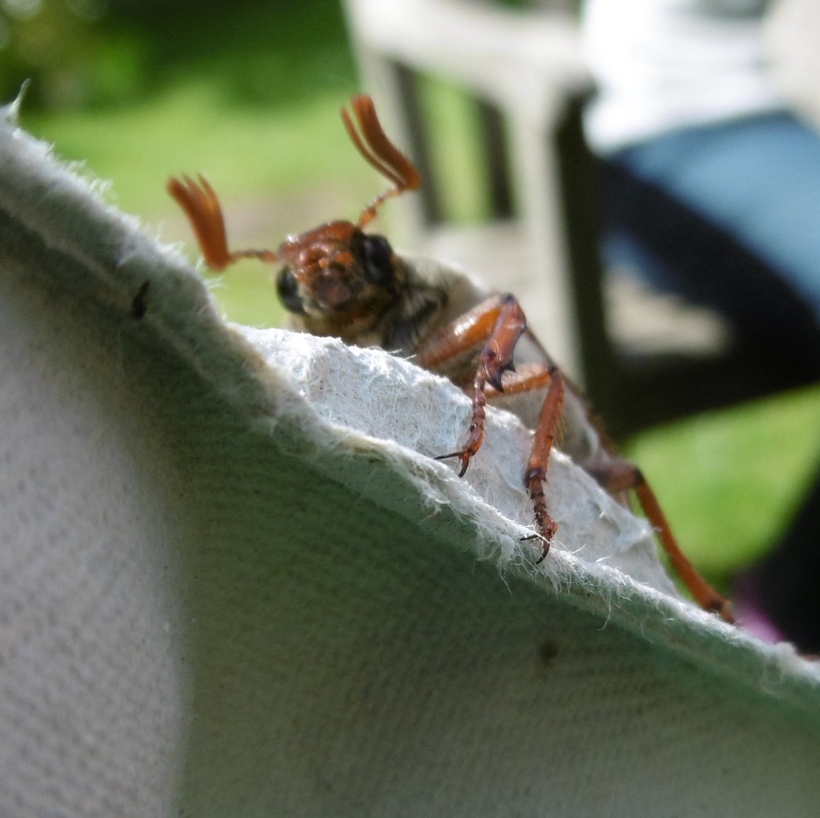 Martin's Moths: In praise of Maybugs