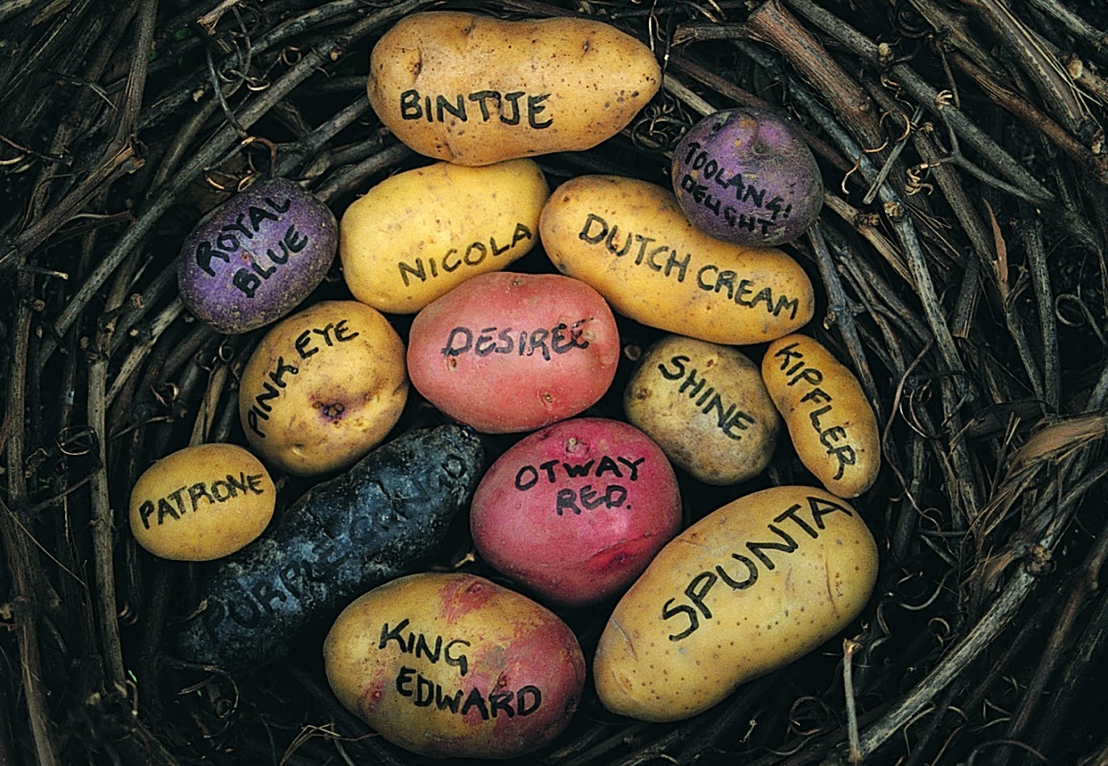 Which Potato? |MyRokan