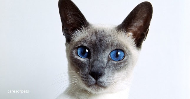 An In Depth Look At Siamese Cats