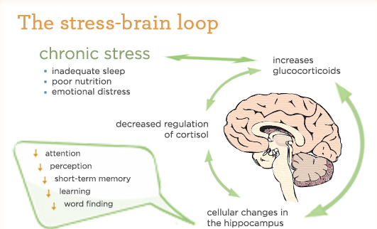 Cal Poly BIO 502: This is your brain on stress