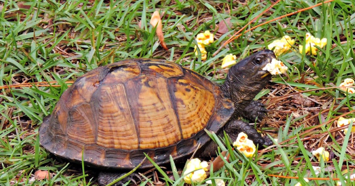 Garden Pic Wednesday: Turtles & Blooms!