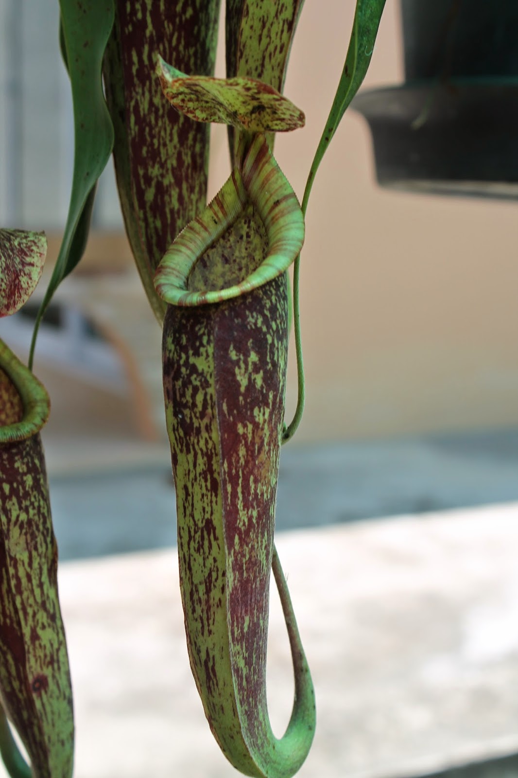 Thailand place to visit: Tropical Pitcher Plants | About BTS Bangkok ...