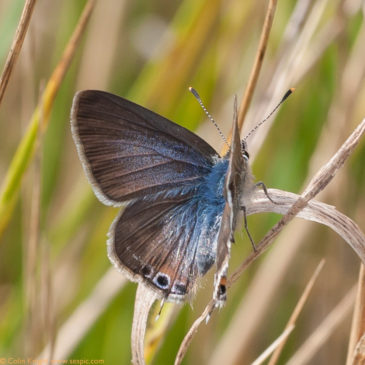 Postcards from Sussex: Hunting the Long-tailed Blue