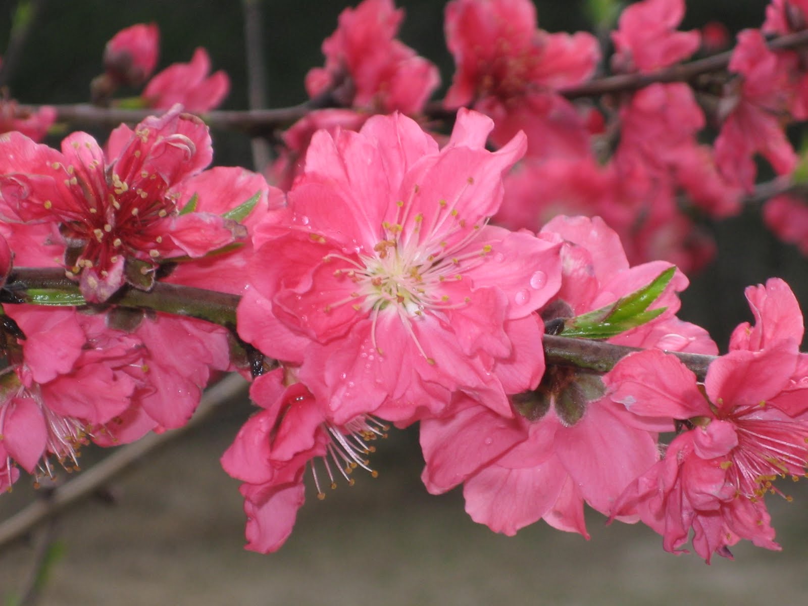Lisa Bonassin's Garden: What's Blooming Now - Red Baron Peach 03/05/2011