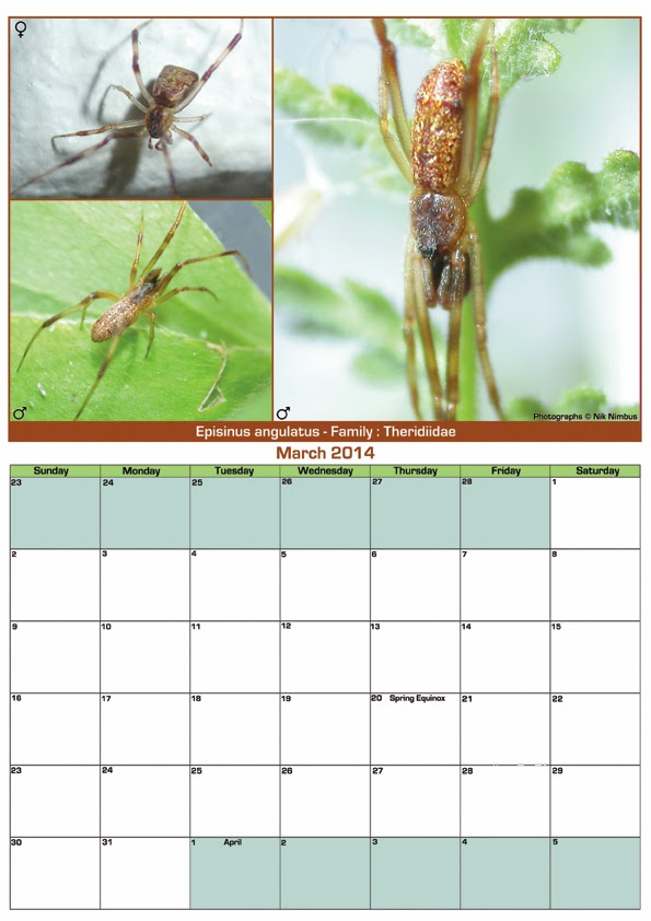 Arachnerds: Spiders Calendar 2014
