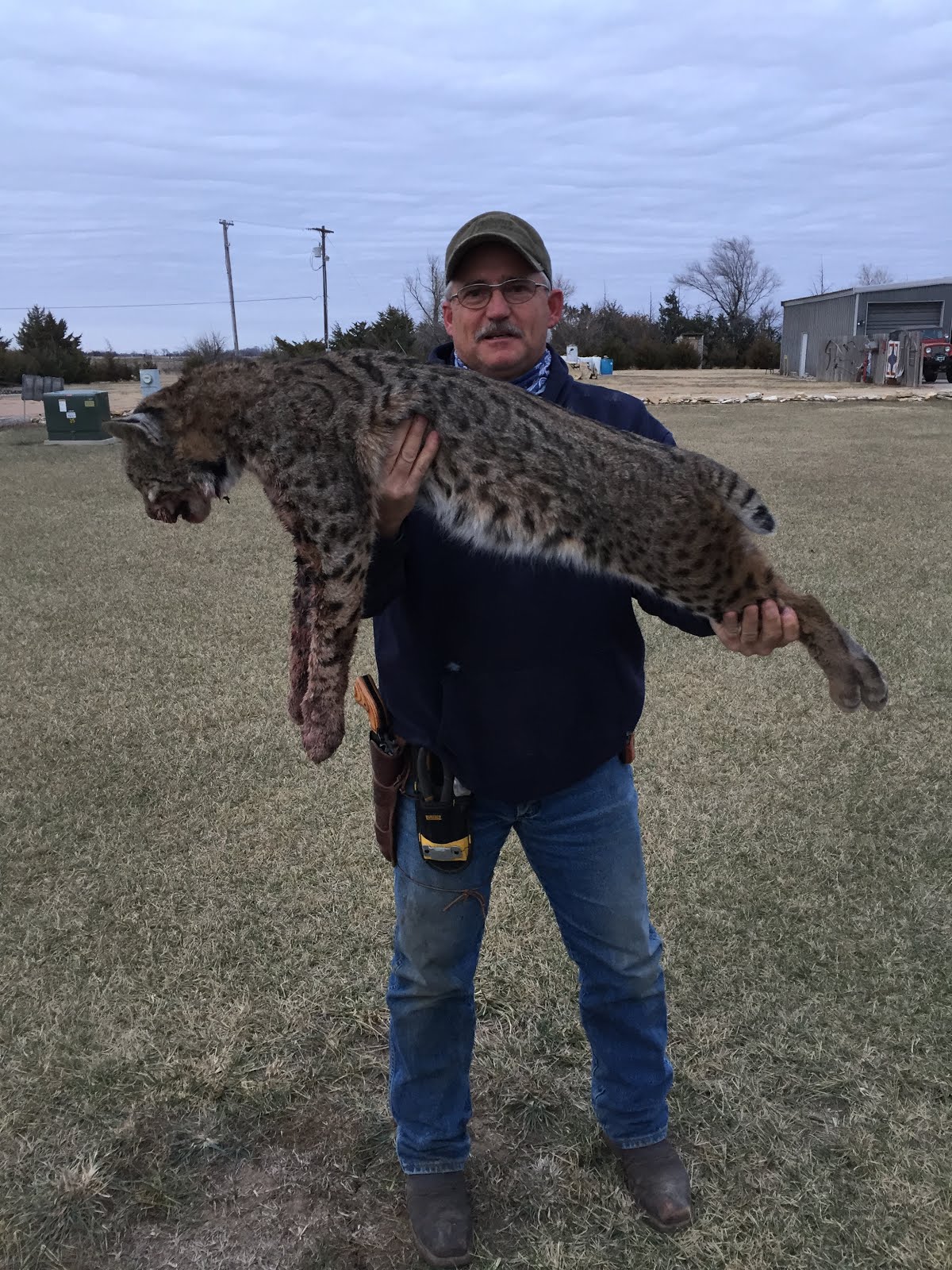 Gillespie Family Outdoors: Carl traps a monster bobcat!