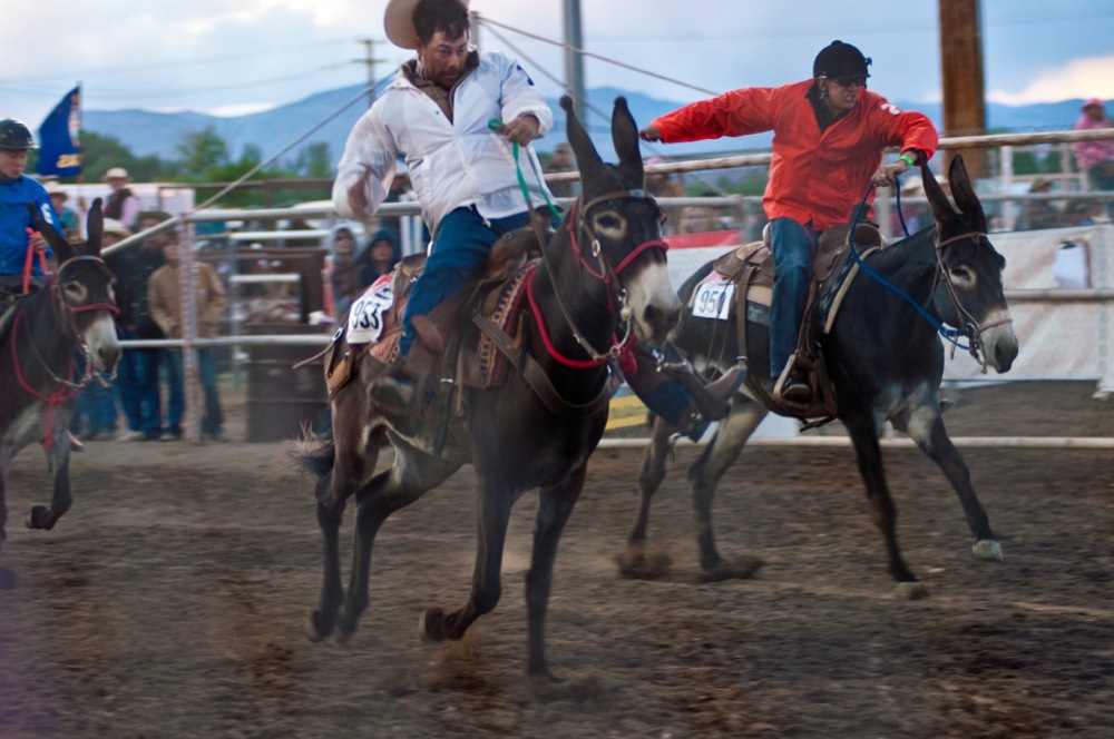 Mule Days Bishop, CA a.k.a Memorial Day Weekend