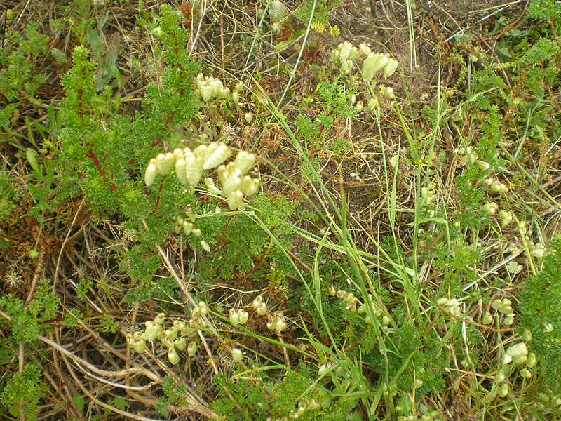 Plantas e Flores do Areal: Briza maxima L.; Briza media L.; Briza minor L.