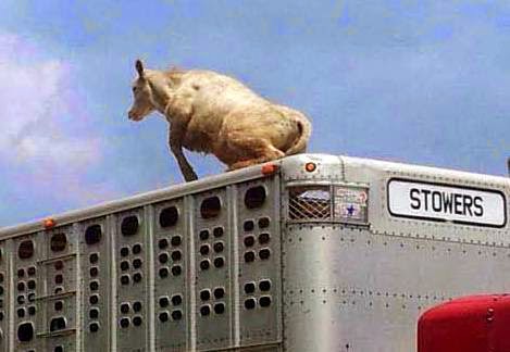 CAST: Cow Jailbreaks and Bovine Folklore