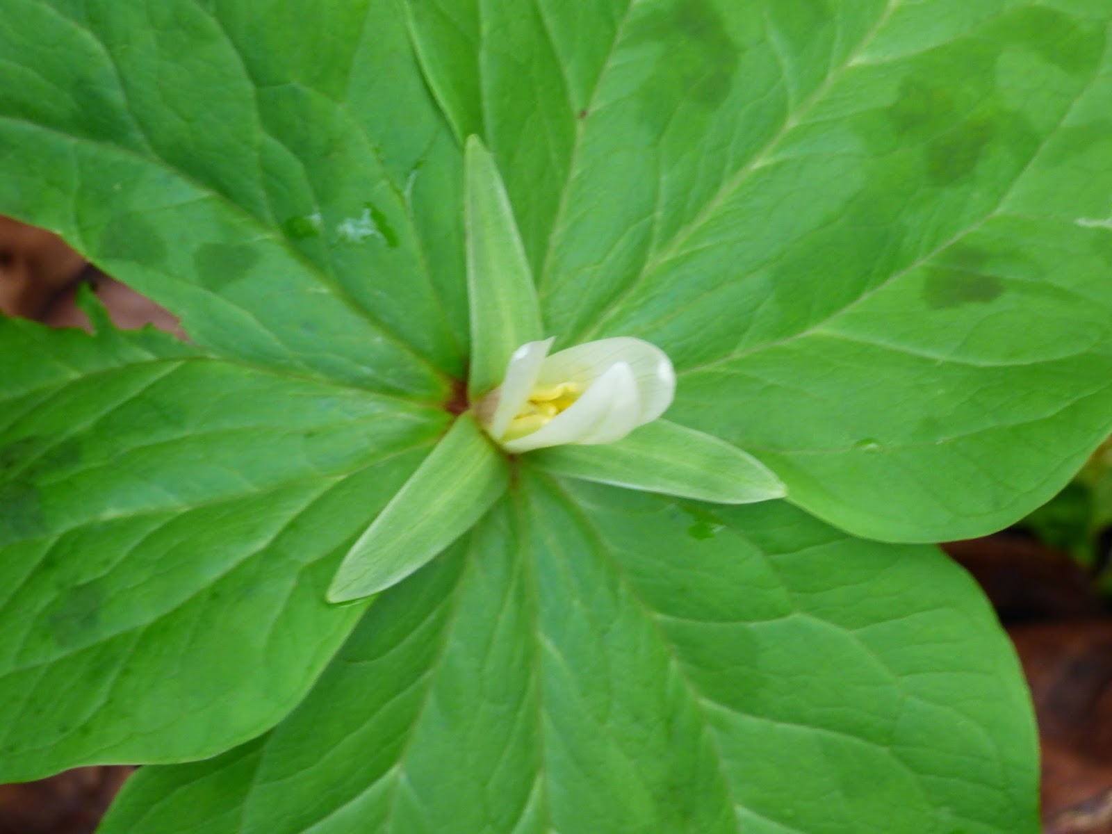 Wildflowers: Spring Woodland Wildflowers