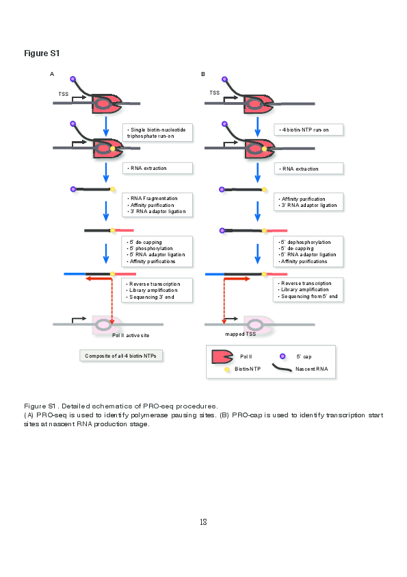 Shortcuts in Science: PRO-seq