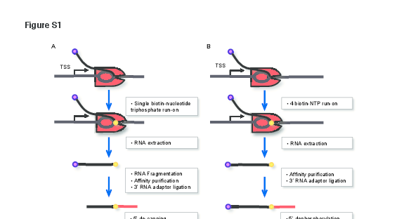 Shortcuts in Science: PRO-seq