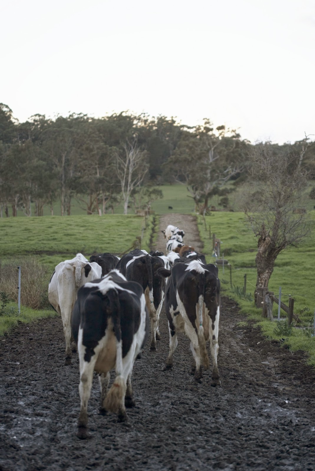 Wildland Fire Leadership: The "Cow Path"