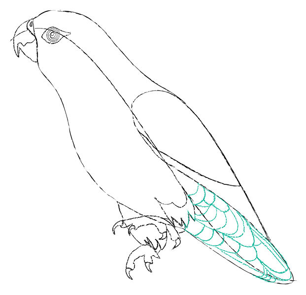 Pencil sketches and drawings: How to Draw a Parrot
