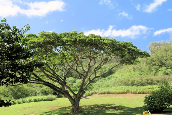 A GUIDE TO NORTHEASTERN GARDENING: A Visit to Paradise: Kauai's Flora ...