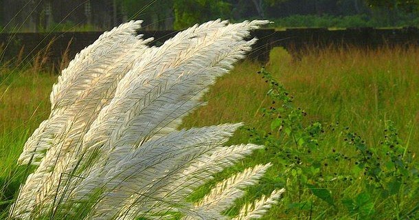 shiatoshi: Saccharum spontaneum/Wild sugarcane/Kans grass