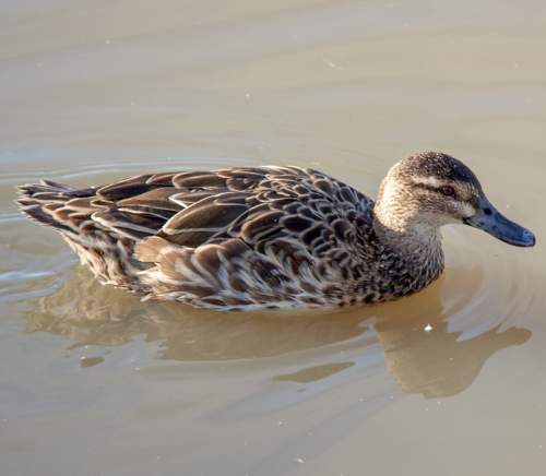 Garganey images | Birds of India | Bird World