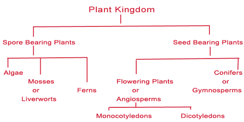 PlantZee: Type of plants