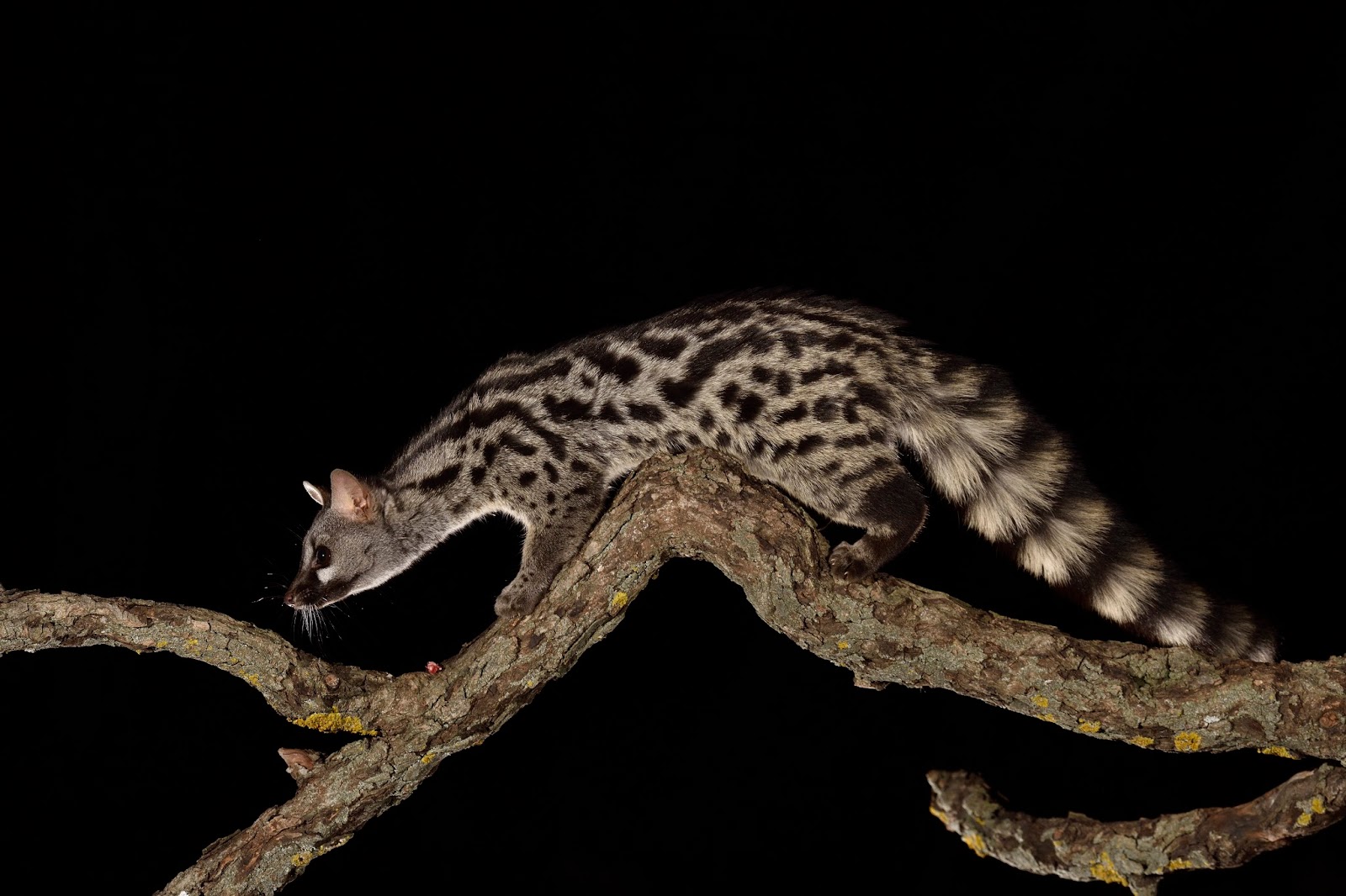 PHOTONATURE: Jineta (Genetta genetta)