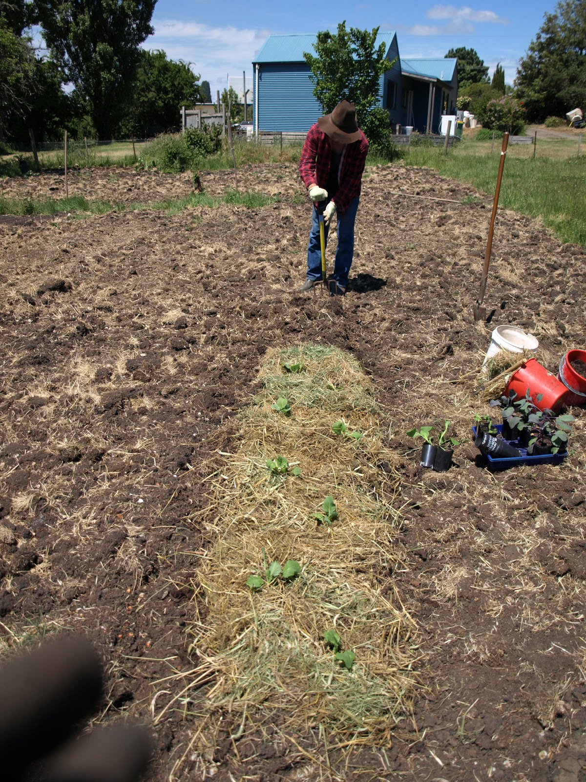 Malmsbury Kitchen Garden: An optimistic day of planting.